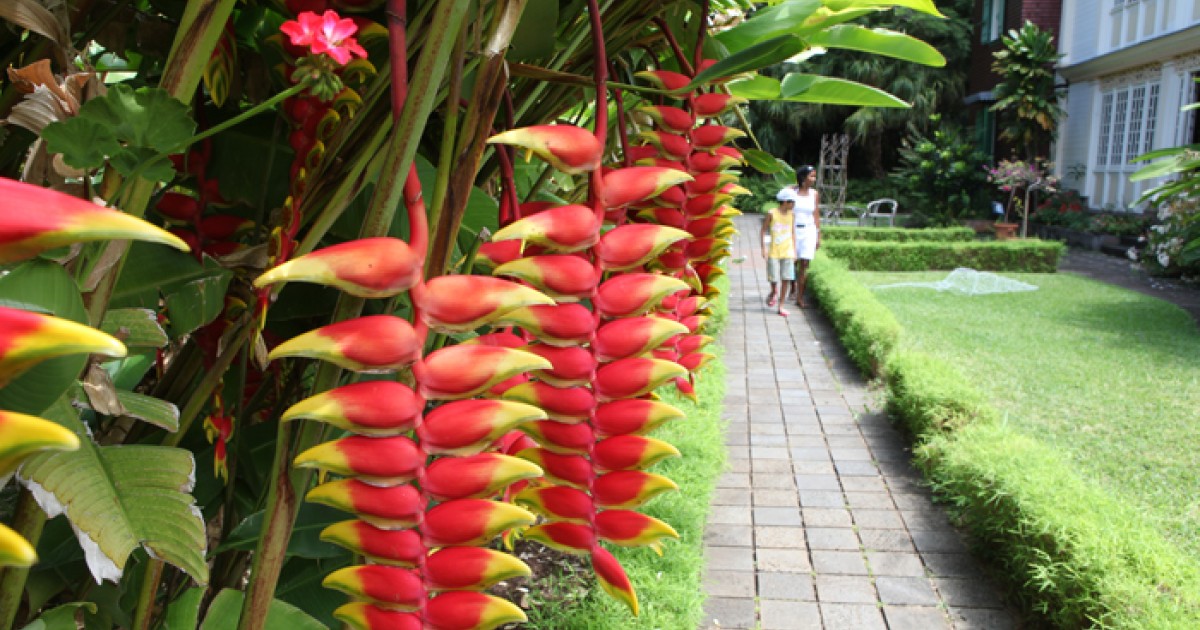 Des vacances au jardin botanique Mascarin avec le Département