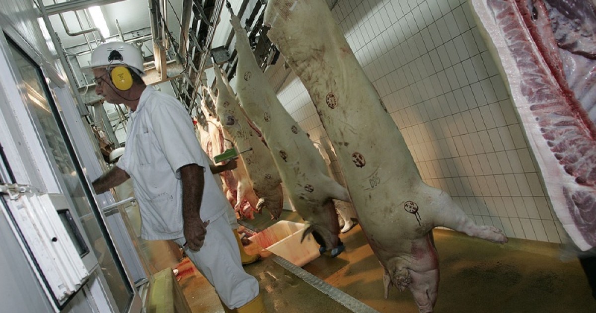 Préfecture : l'abattoir de Saint-Pierre conforme à la protection animale