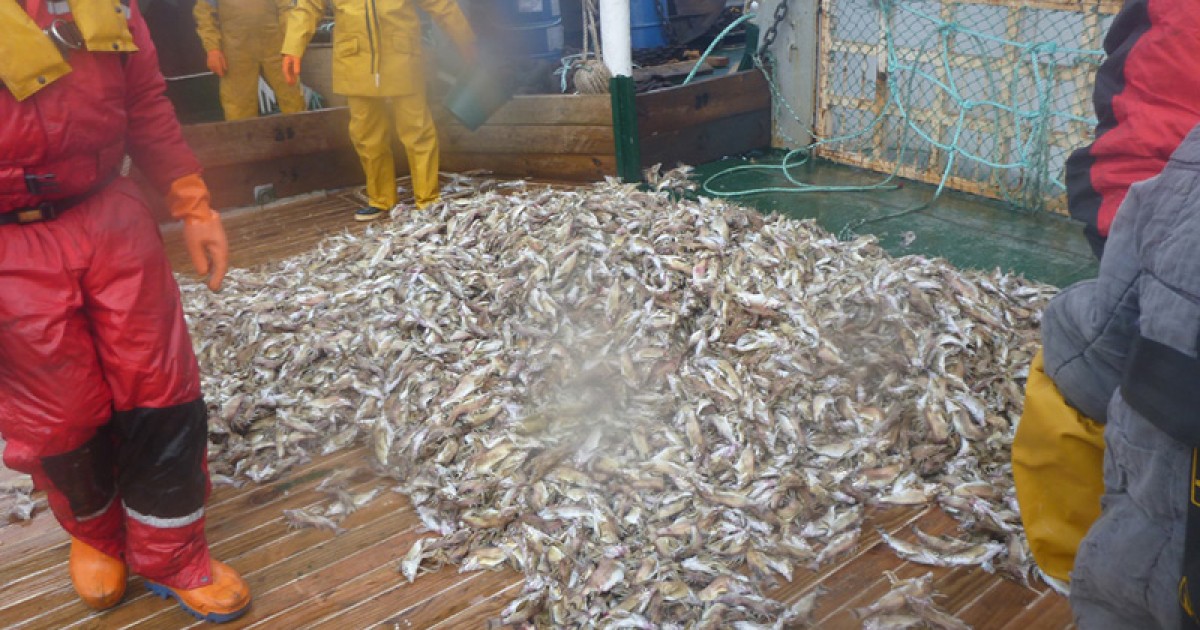 La légine australe et le poisson des glaces étudiés