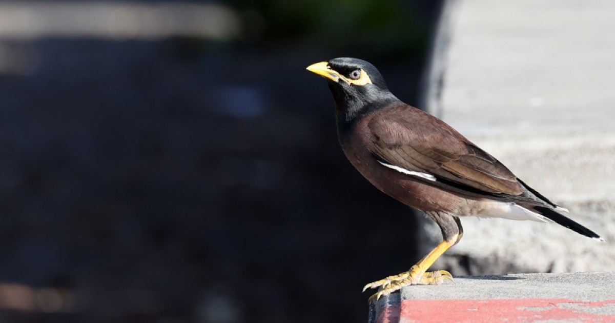 Trafic d'oiseaux : six individus interpellés, 40 volatiles dont trois protégés saisis
