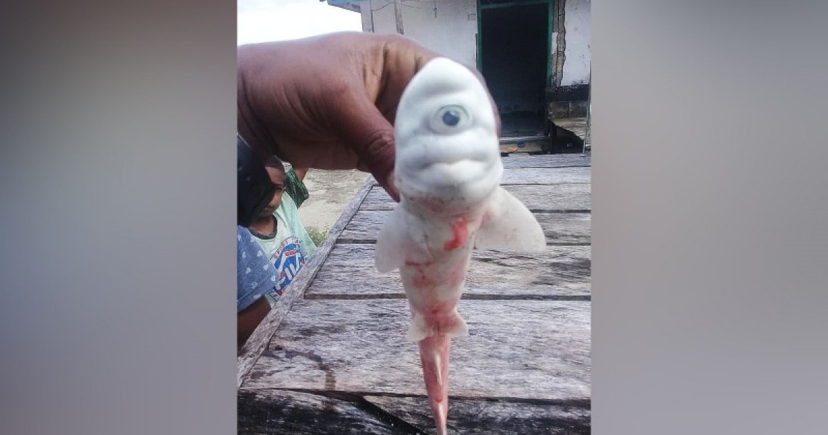 Insolite : un bébé requin "cyclope" retrouvé par des pêcheurs en Indonésie