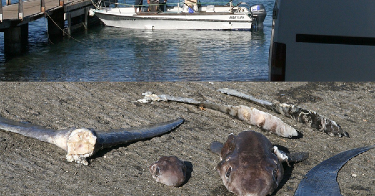 Des cadavres de requins zépines dans le lagon de l'Etang-Salé