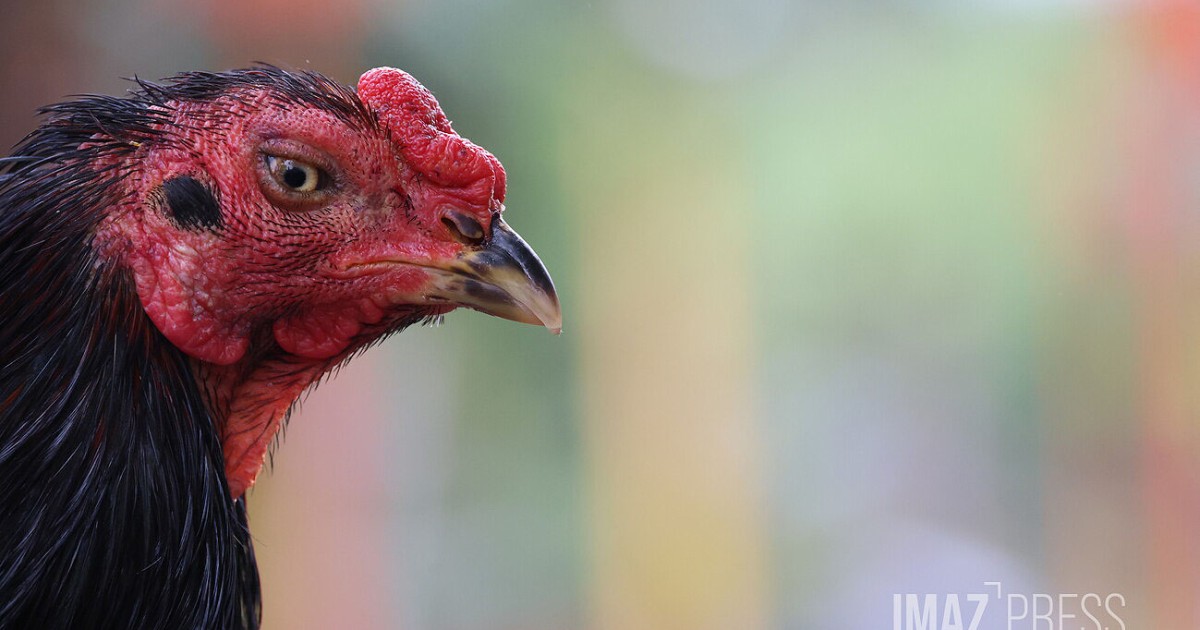 Batay coq : une dérogation exceptionnelle à l’occasion du 20 désamb