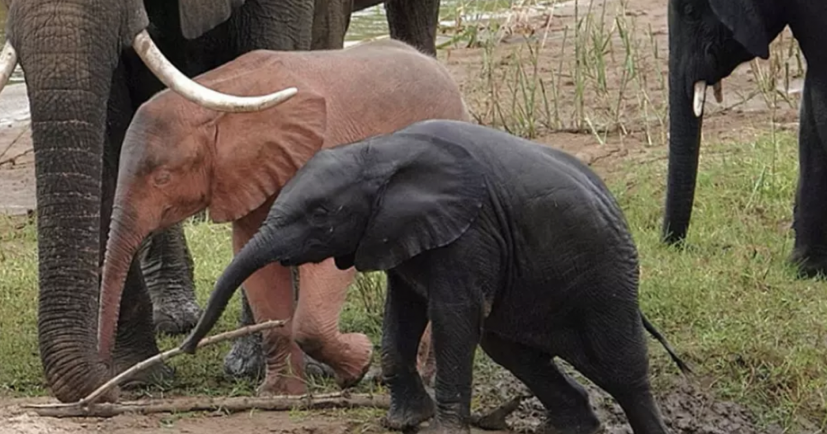 Afrique du Sud : un éléphant rose photographié dans une réserve naturelle