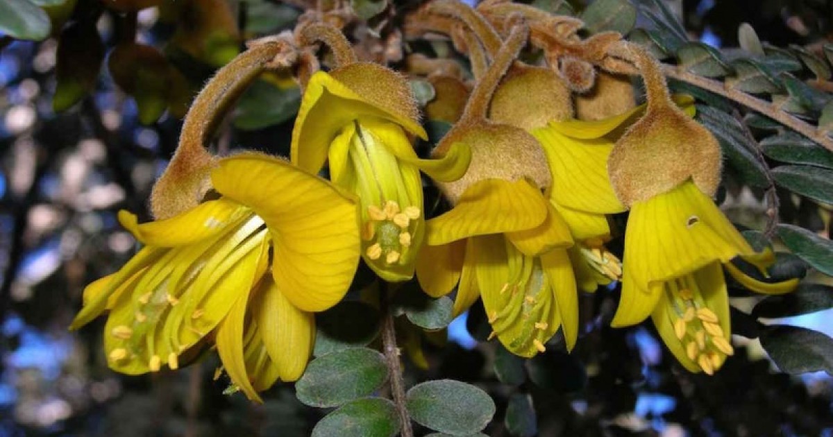 La Réunion a une flore exceptionnelle