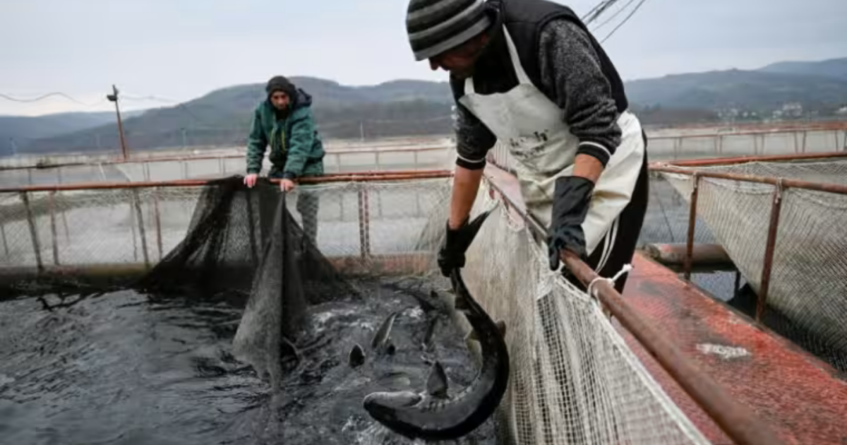 Le caviar de béluga, le trésor du lac Kardjali en Bulgarie