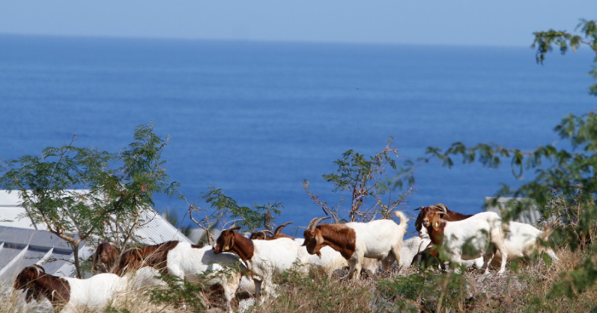 Une prime pour les petits ruminants
