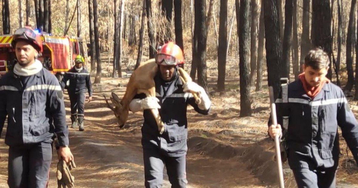 Incendie en Gironde : mission accomplie pour les soldats du feu de La ...