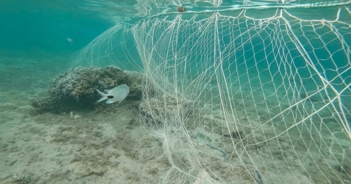 Saint-Pierre : un filet anti-requin posé dans le lagon provoque la ...