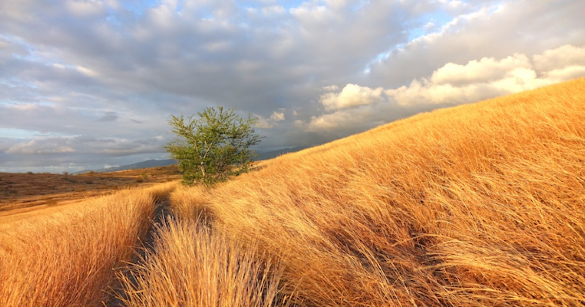 La Savane mise à l'honneur par la ville de Saint-Paul