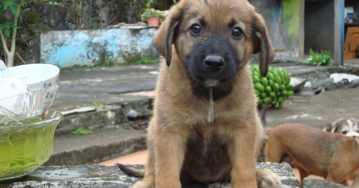 Royal Bourbon de La Réunion : un bâtard qui a du chien