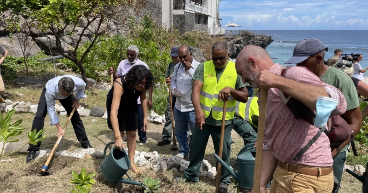 Saint-Paul : des ateliers pour revégétaliser la plage des Brisants