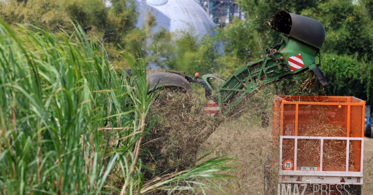 Paiement de la canne à sucre : victoire du rassemblement du monde agricole