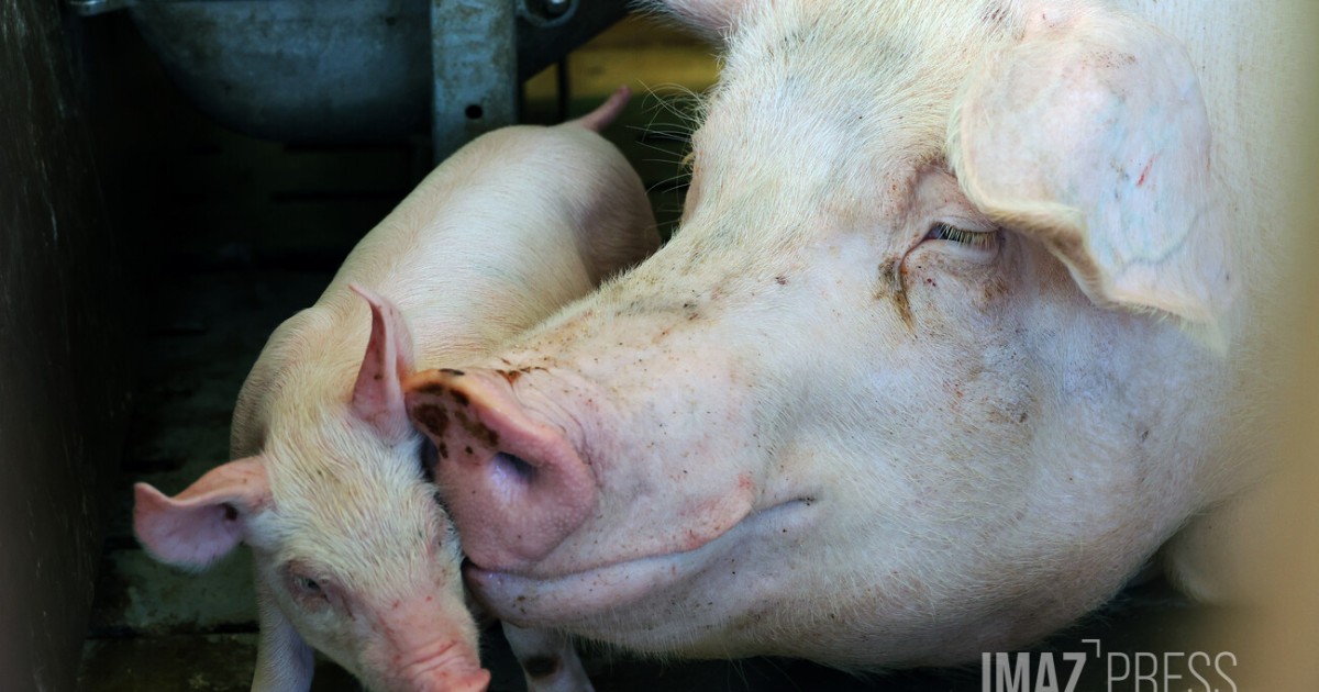 À La Réunion, la filière porcine produit 11.500 tonnes de viande