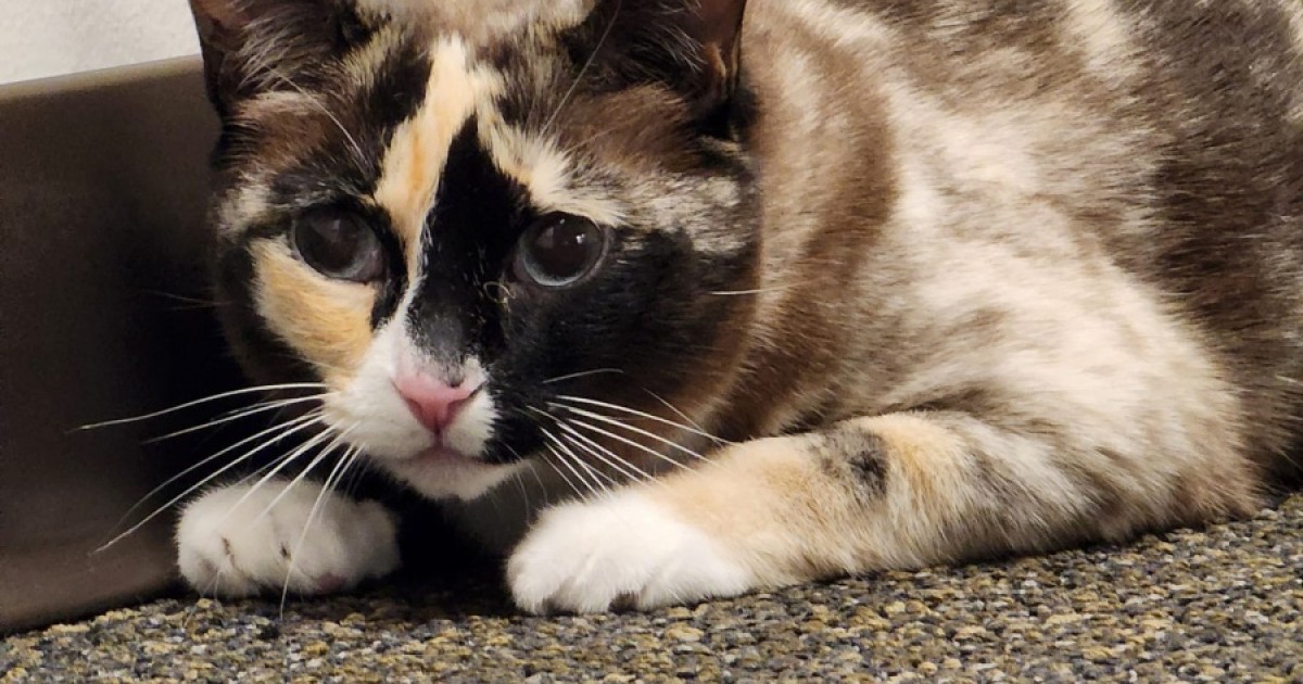 États-Unis: envoyé par erreur dans un colis Amazon, un chat de l'Utah ...