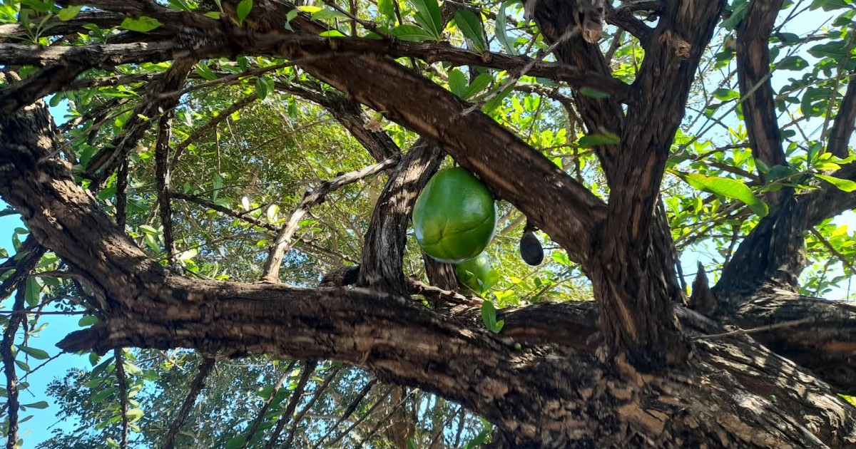 Le vieux calebassier de Stella témoin du temps qui passe
