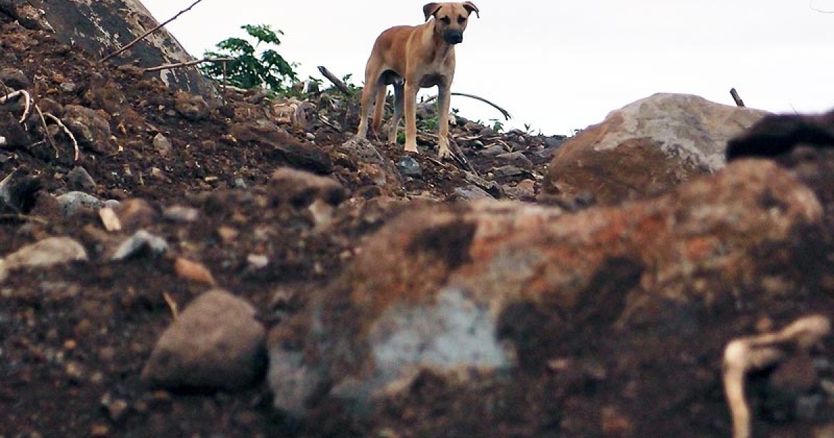 Les animaux errants vont être capturés