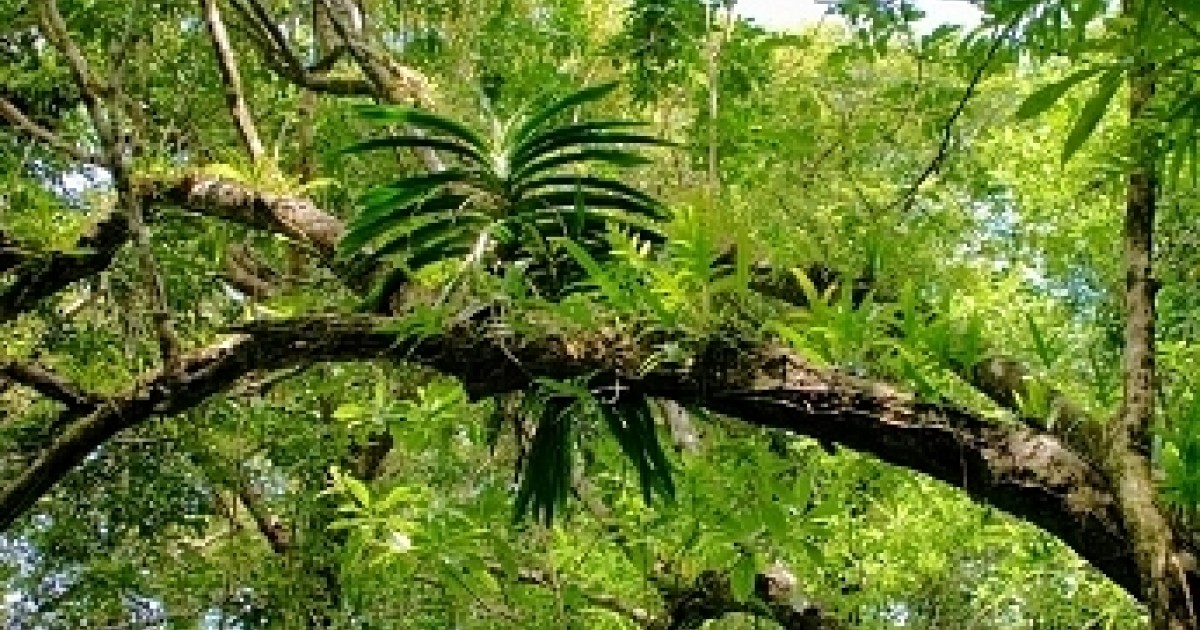 Mare Longue : visite dans la forêt originelle