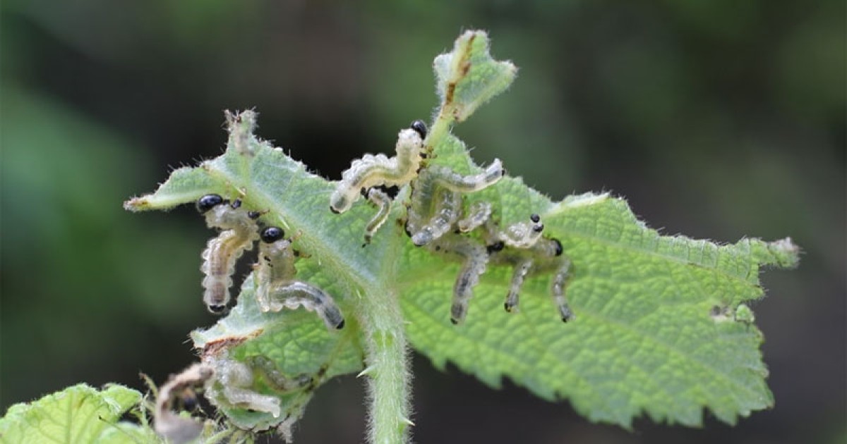 Les mouches bleues et la vigne marronne étudiées