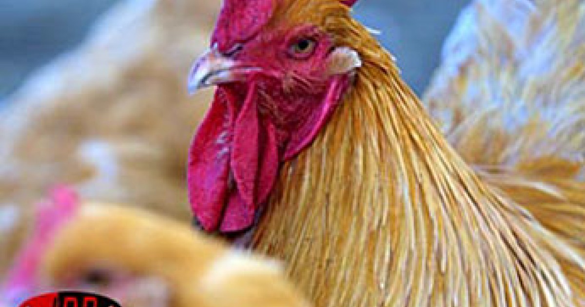 Lou' Cachet ouvre ses portes