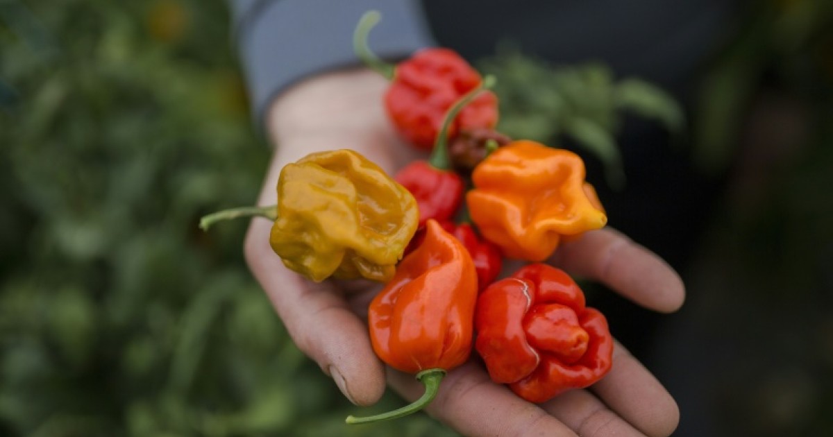 Record : il mange 50 piments les plus forts au monde en six minutes