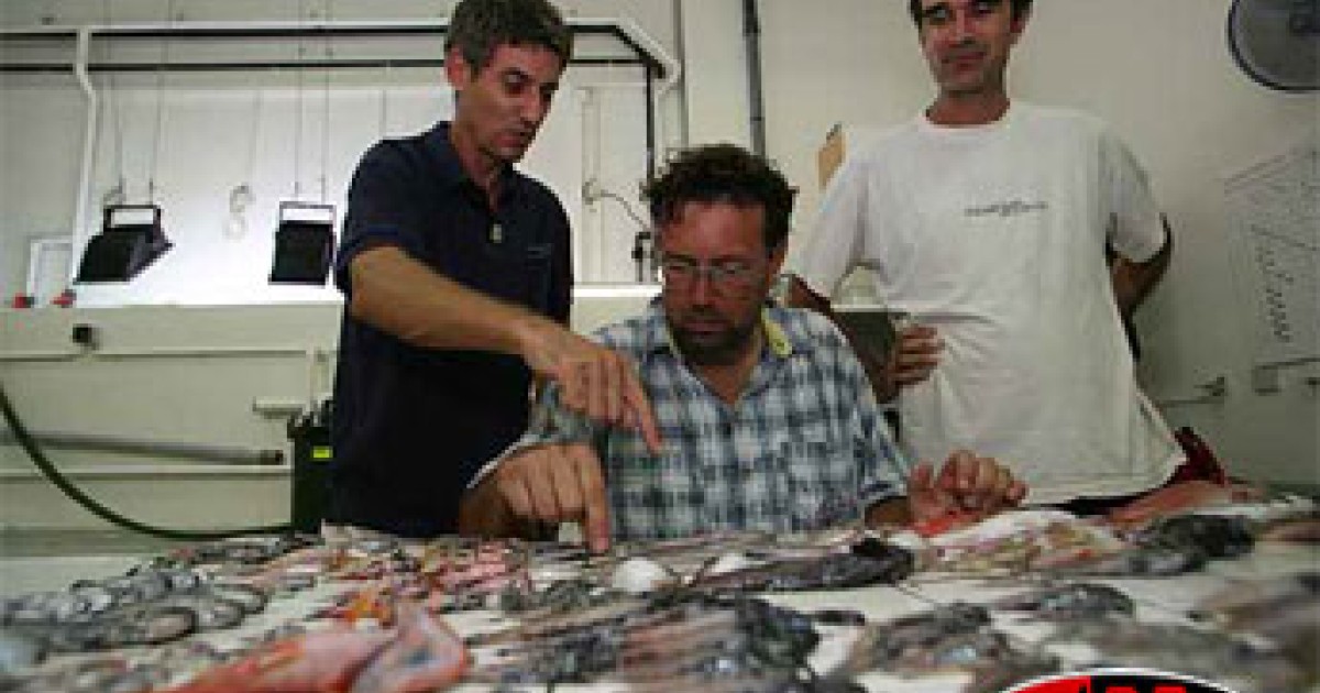 Des poissons inconnus au pied de la lave