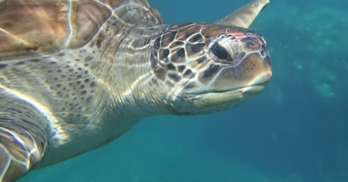 La tortue imbriquée Croupette fait route vers l'île Tromelin