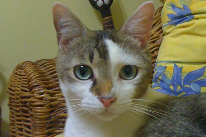 Les plus beaux chats en vedette le 15 septembre