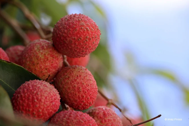Les letchis en fête à Saint-Benoît
